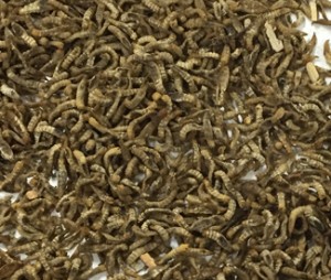 Forked Tree Ranch – Wholesale Maggots/Spikes & Blue Bottle Flies ...